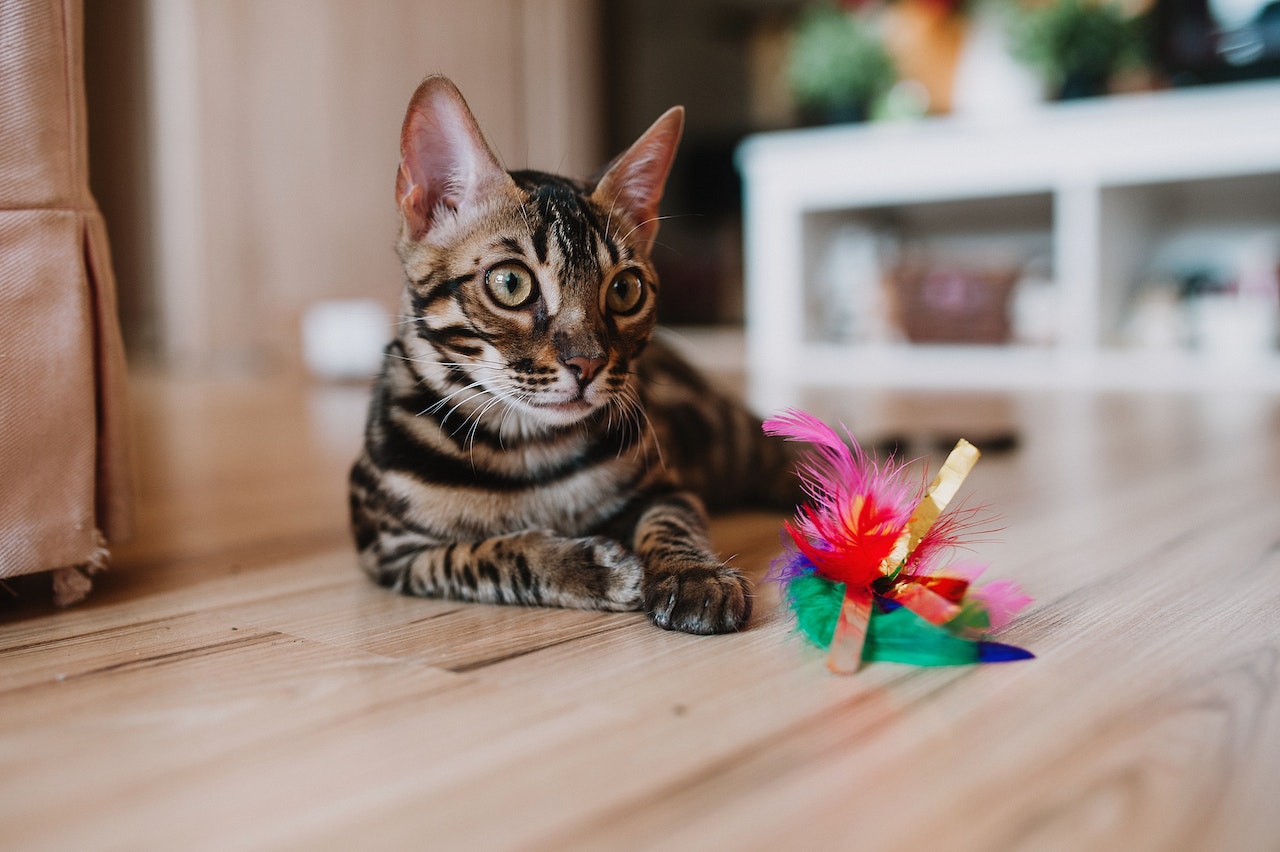 CatBox – Page 2 – Cat Mews & Cat Product Reviews for Cat People!