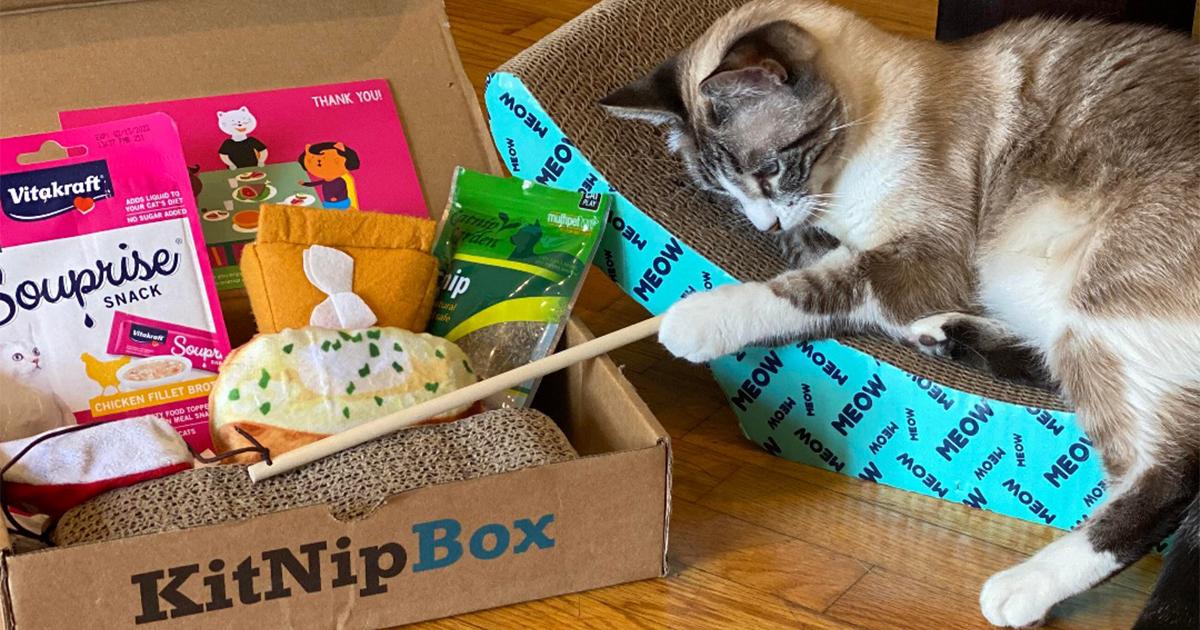 Cat Moms I Bet You Didn’t Know About This